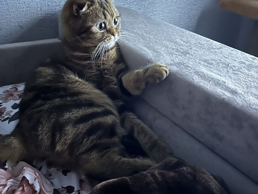 Шотландская вислоухая кошка,ищем кота на вязку