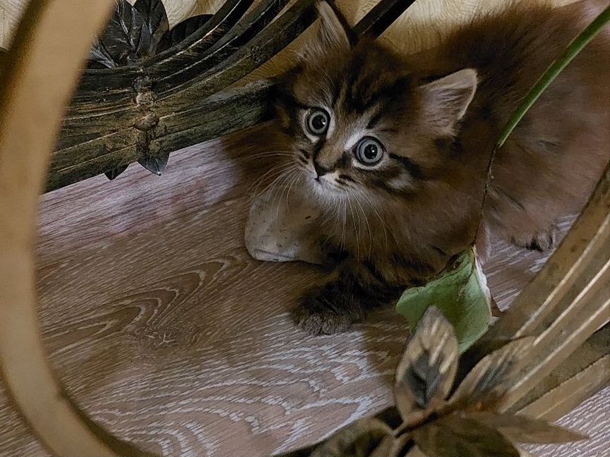 Кошки мейн-кун