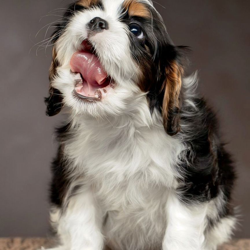 Кавалер кинг чарльз спаниель мальчик