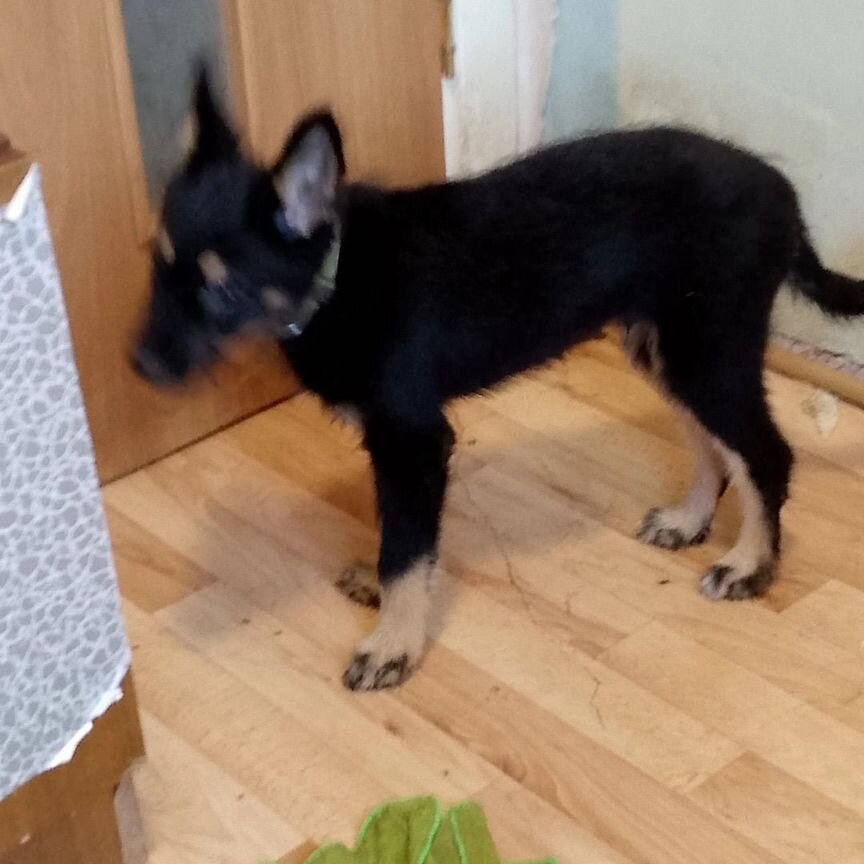 Домашние животные собаки