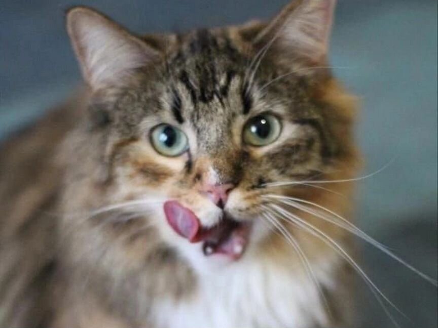 Красивая кошка Мелисента