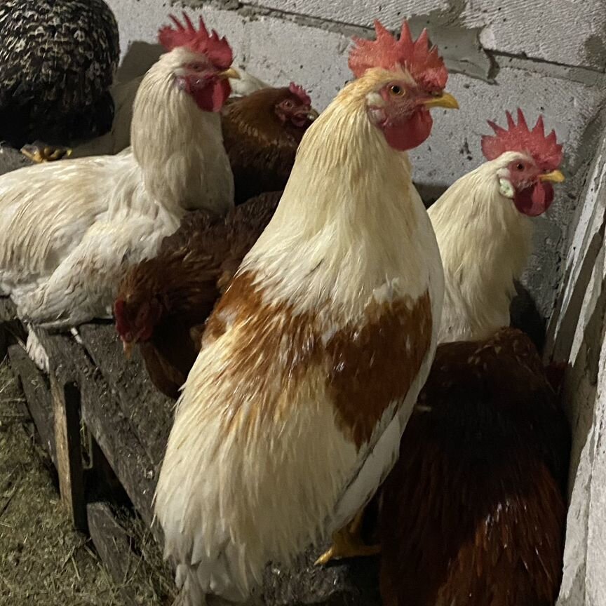 Продам молодых петушков