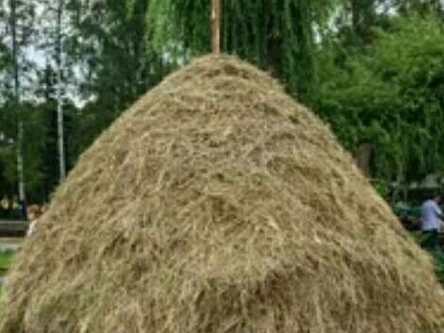 Продам сено