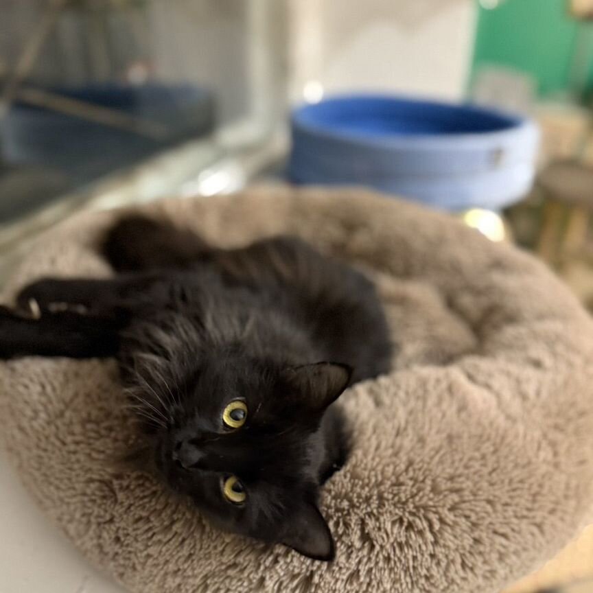 Кошечка в добрые руки