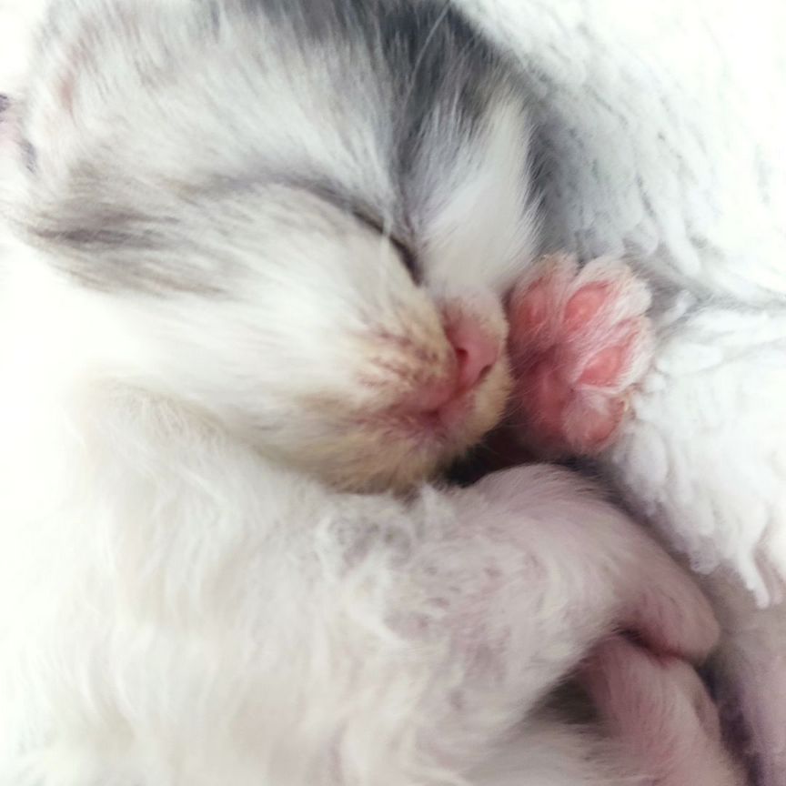 Шотландская булочка