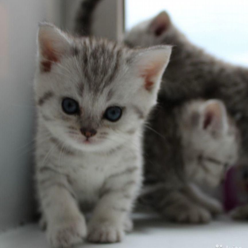 Шотландский вислоухий короткошёрстный котёнок