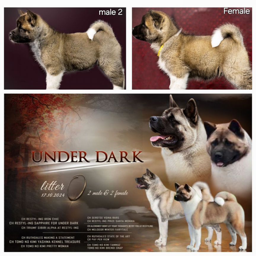 Щенки Американской акиты