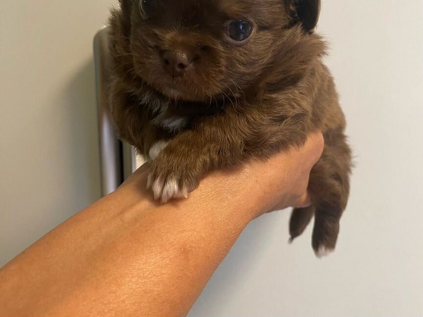 Мальчишки чихуахуа