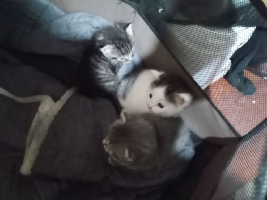 Котята
