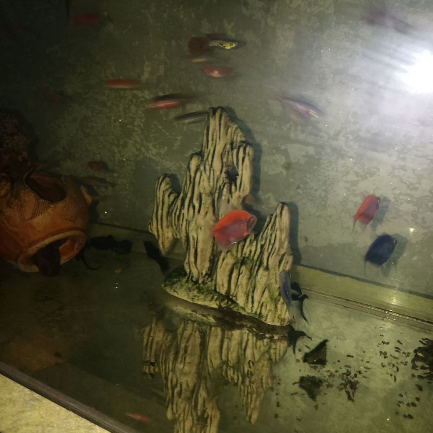 Аквариумные рыбки