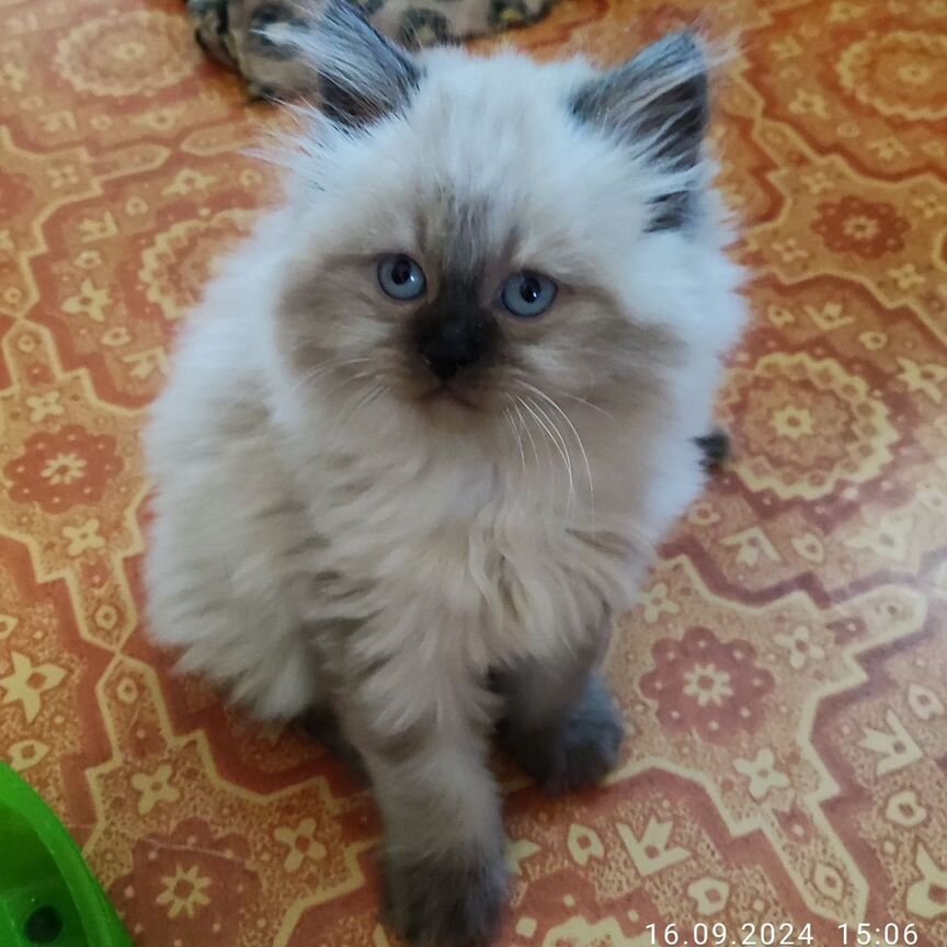 Котенок девочка
