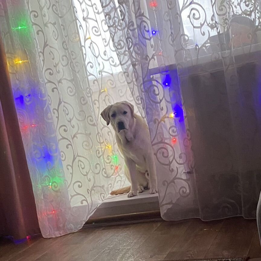 Вязка собак лабрадор