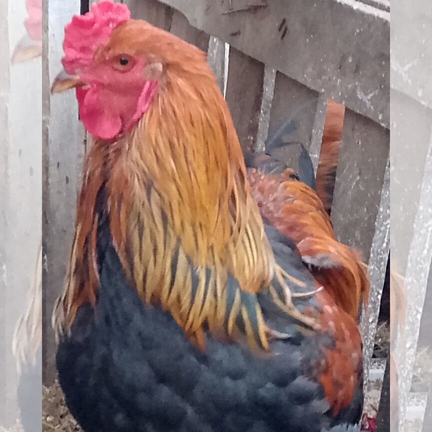 Молодые петухи Кохинхинов