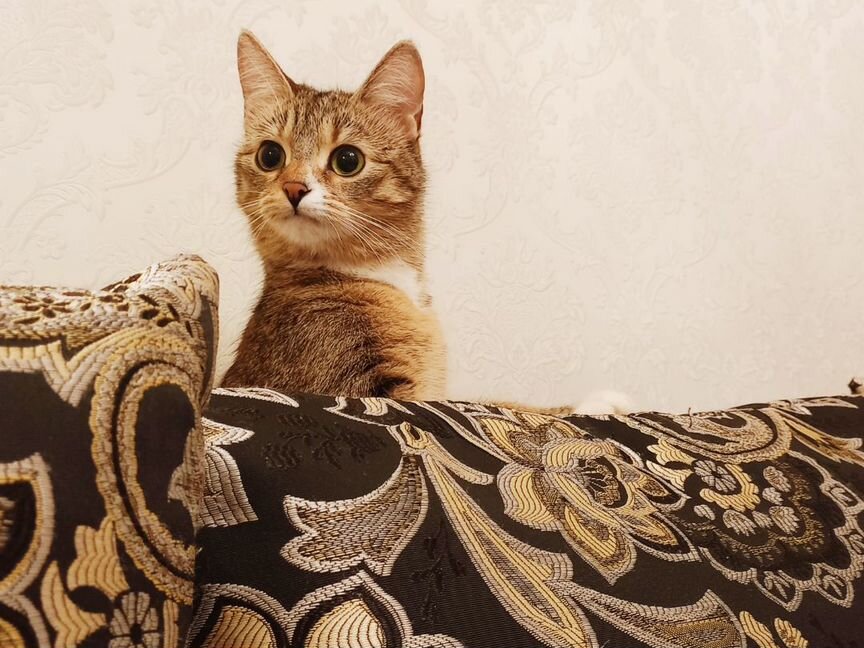 Кошка