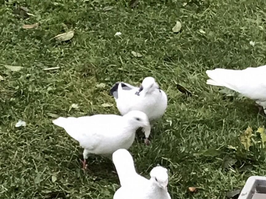 Продажа голубей