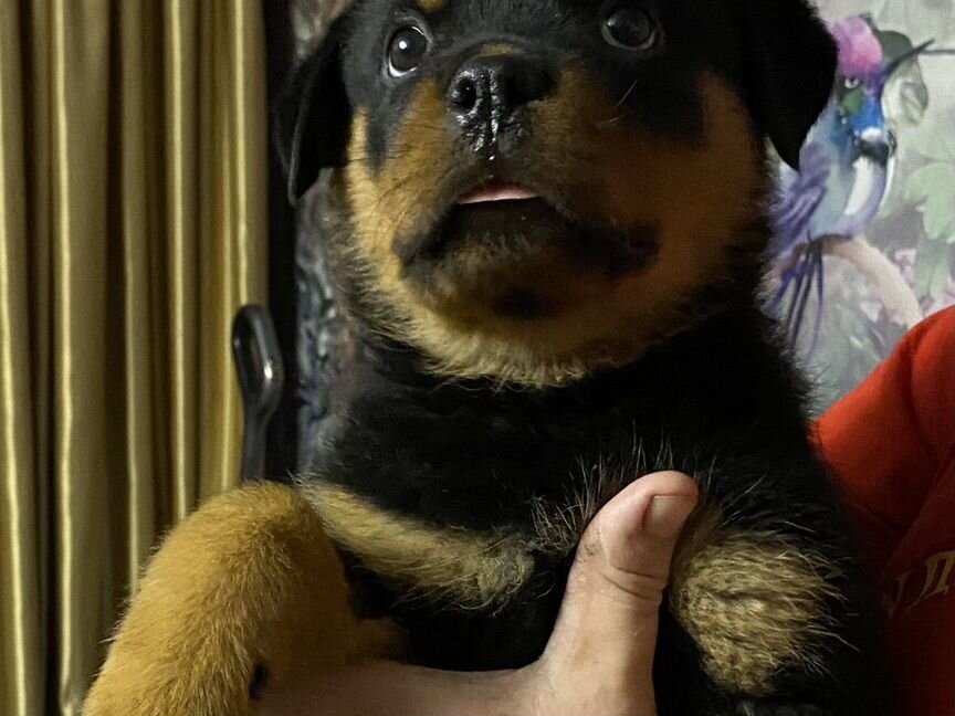 Щенки ротвейлера продажа