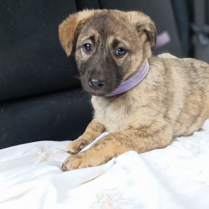 Щенок мальчик ищет дом