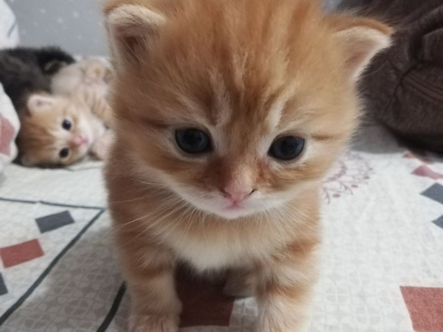 Британские вислоухие котята