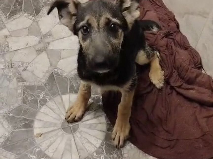 Щенок в добрые руки