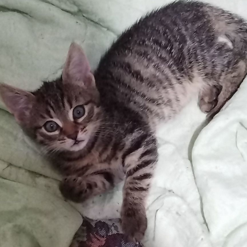 Котятки в добрые руки, родились 5 мая