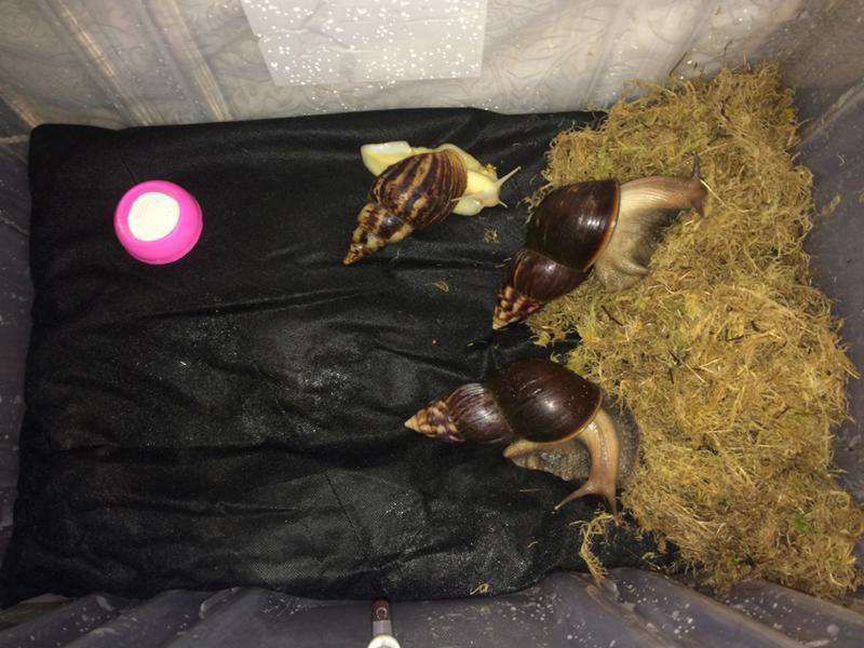 Матик для улиток