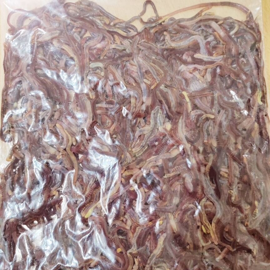 Черви замороженные