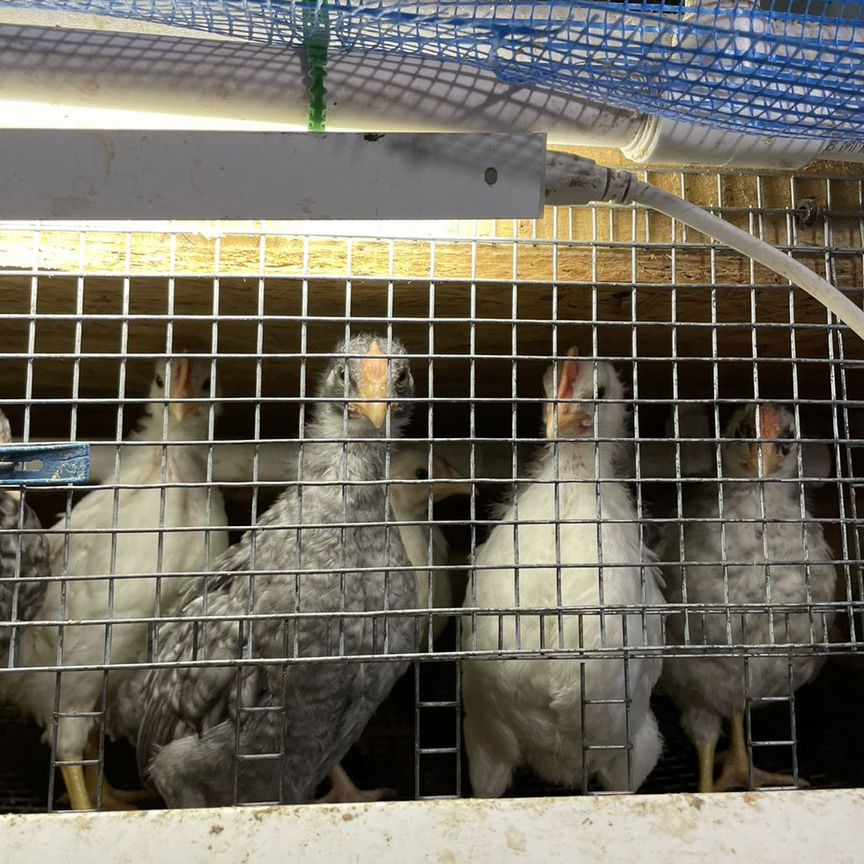 Цыплята молотки