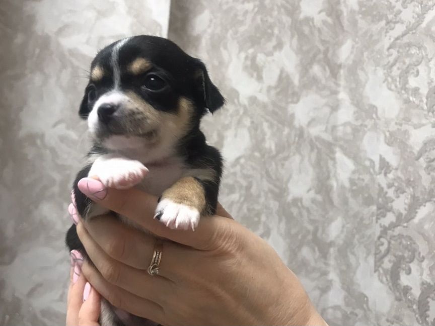 Щенки чихуахуа