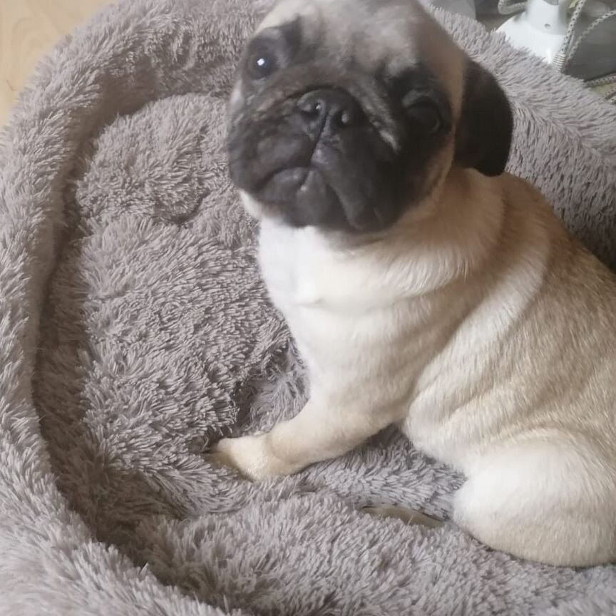 Мопс, щенок