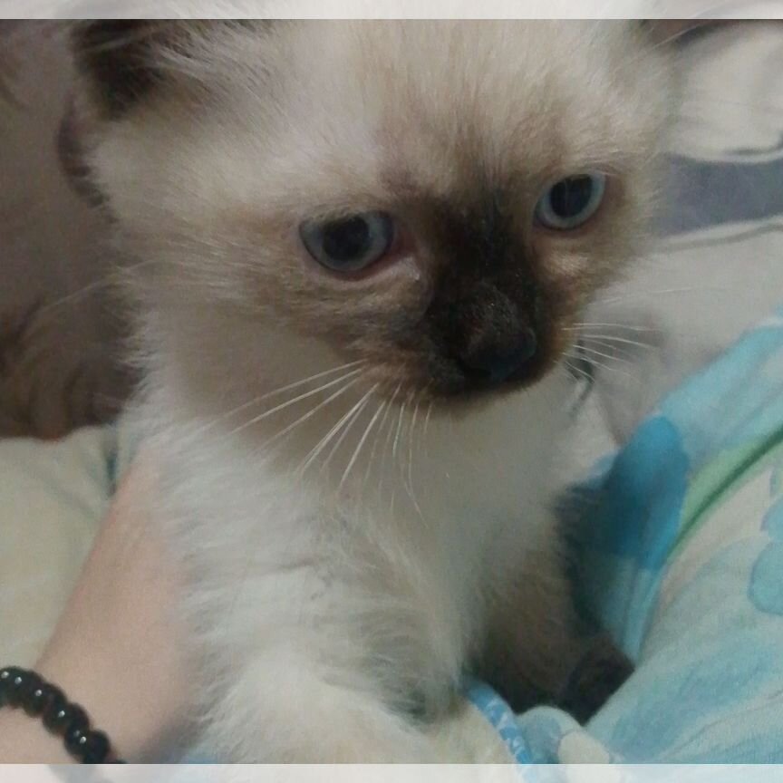 Котёнок в добрые руки