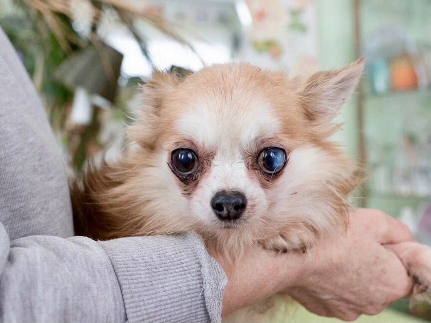 Геркулес – щенок породы чихуахуа