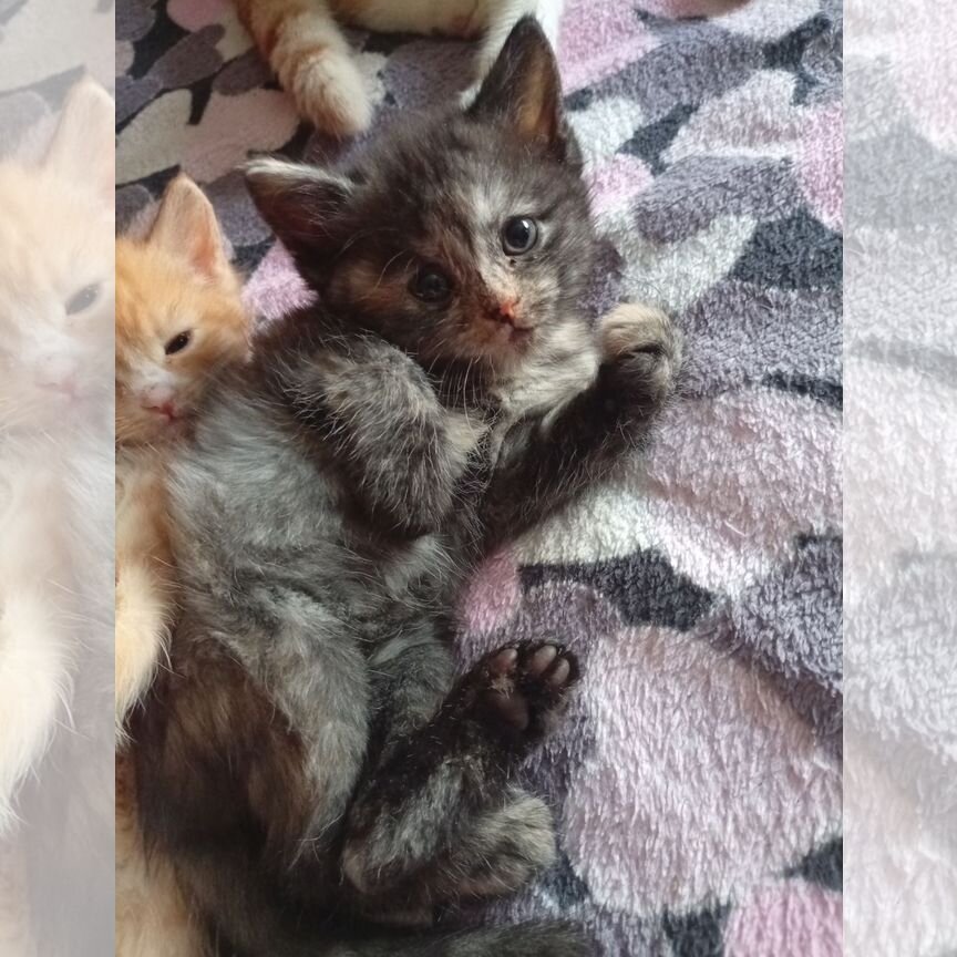 Котёнок в добрые руки