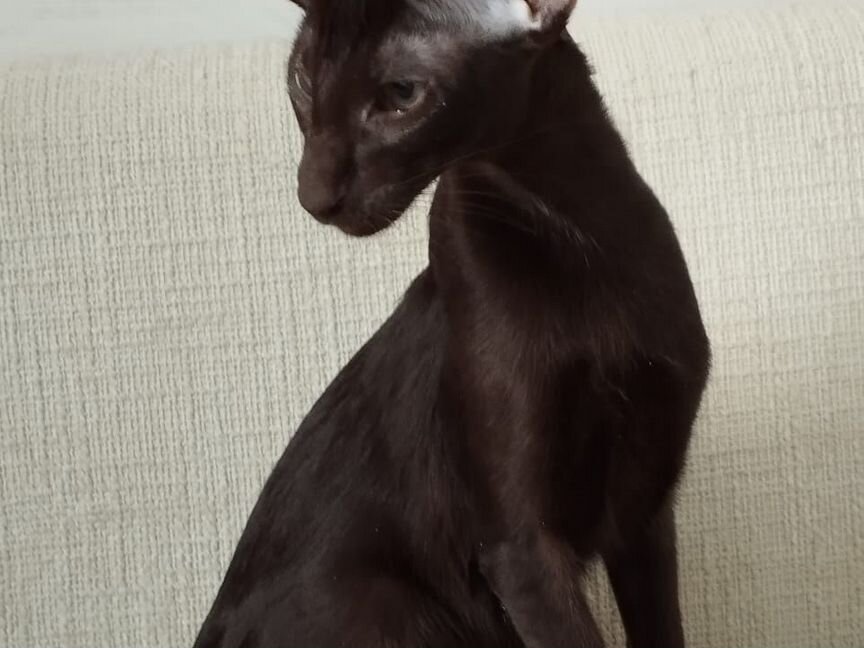 Ориентальный котик