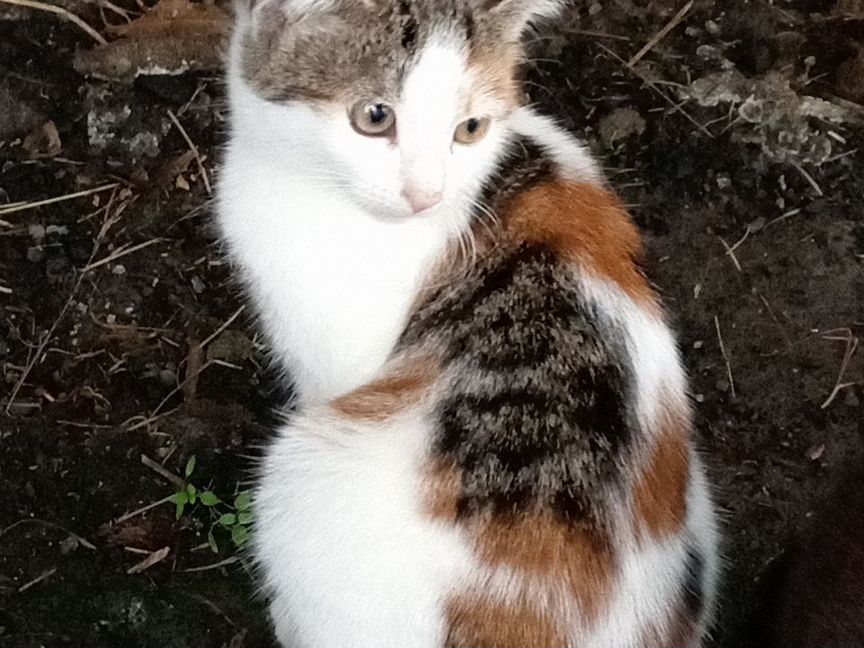 Котёнку нужен дом и добрые хозяева