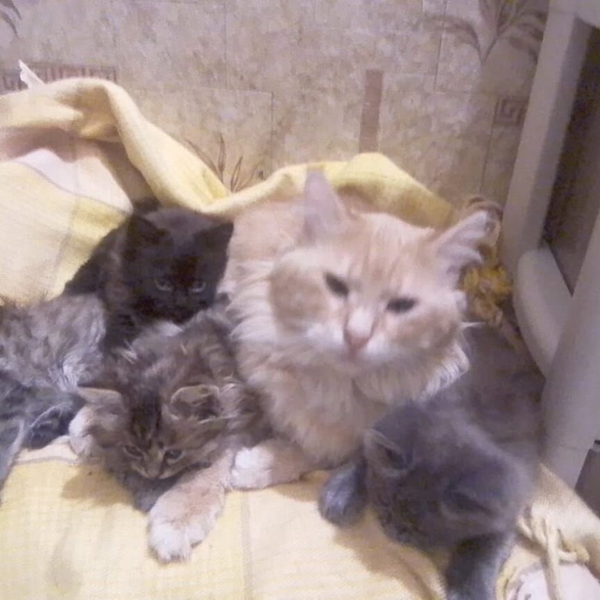 Котёнок в добрые руки