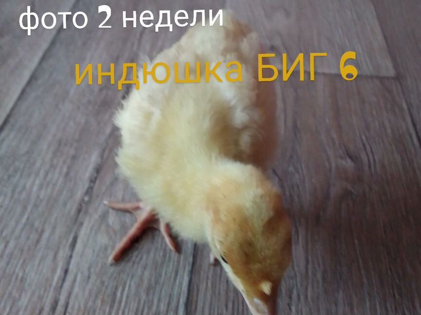 Индюшата Биг 6 - 1 мес