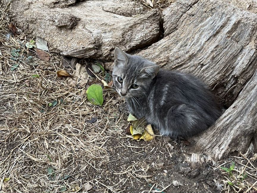 Котята