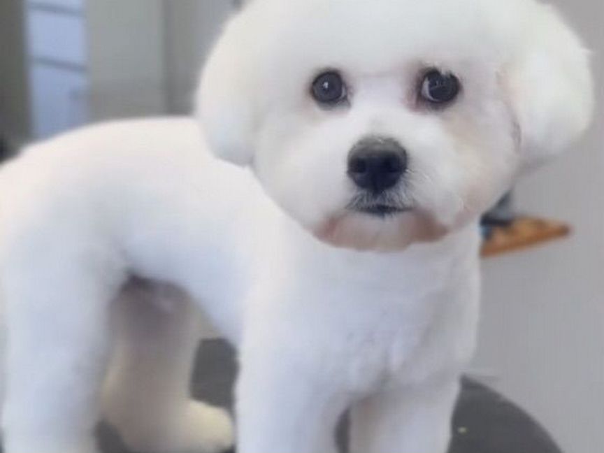 Бишон фризе вязка