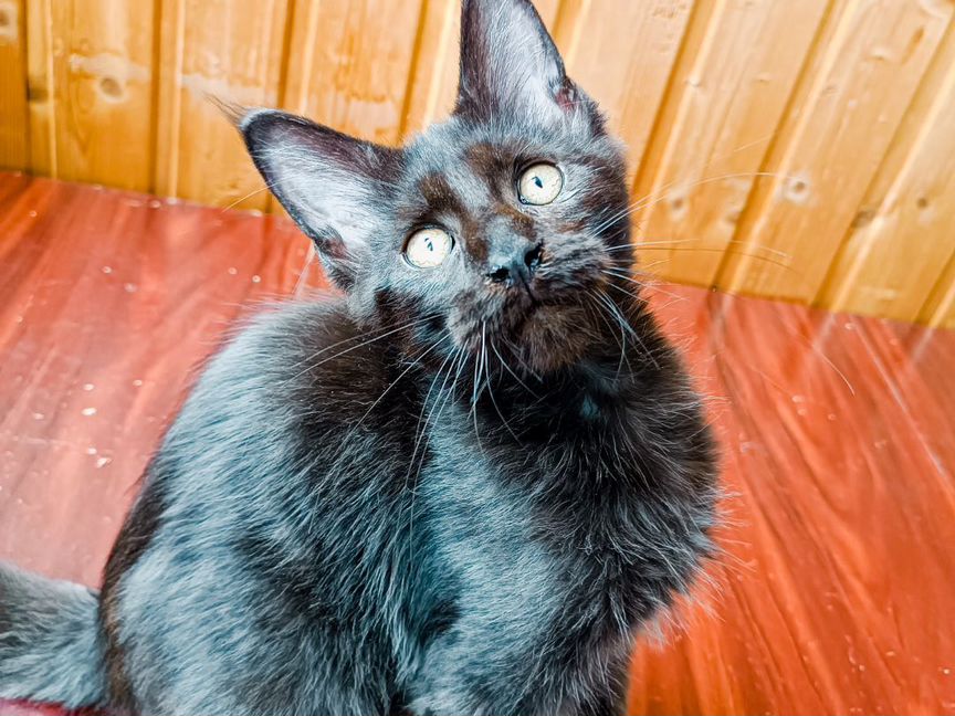 Котята мейн-кун