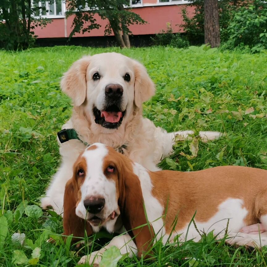 Собака бассет хаунд