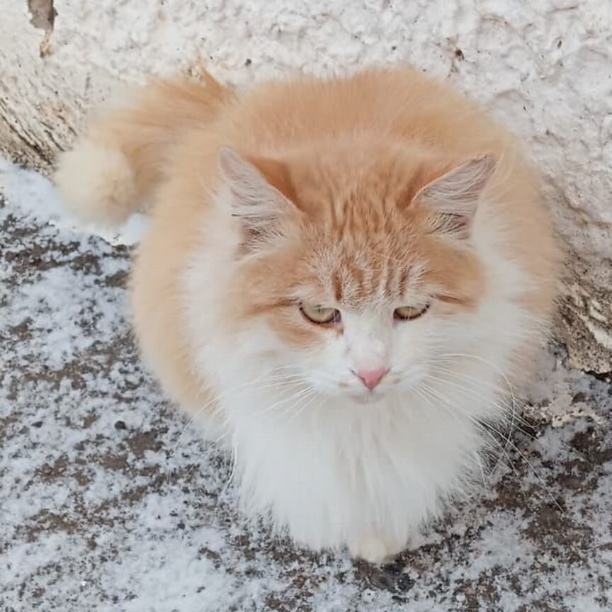 Котик в добрые руки