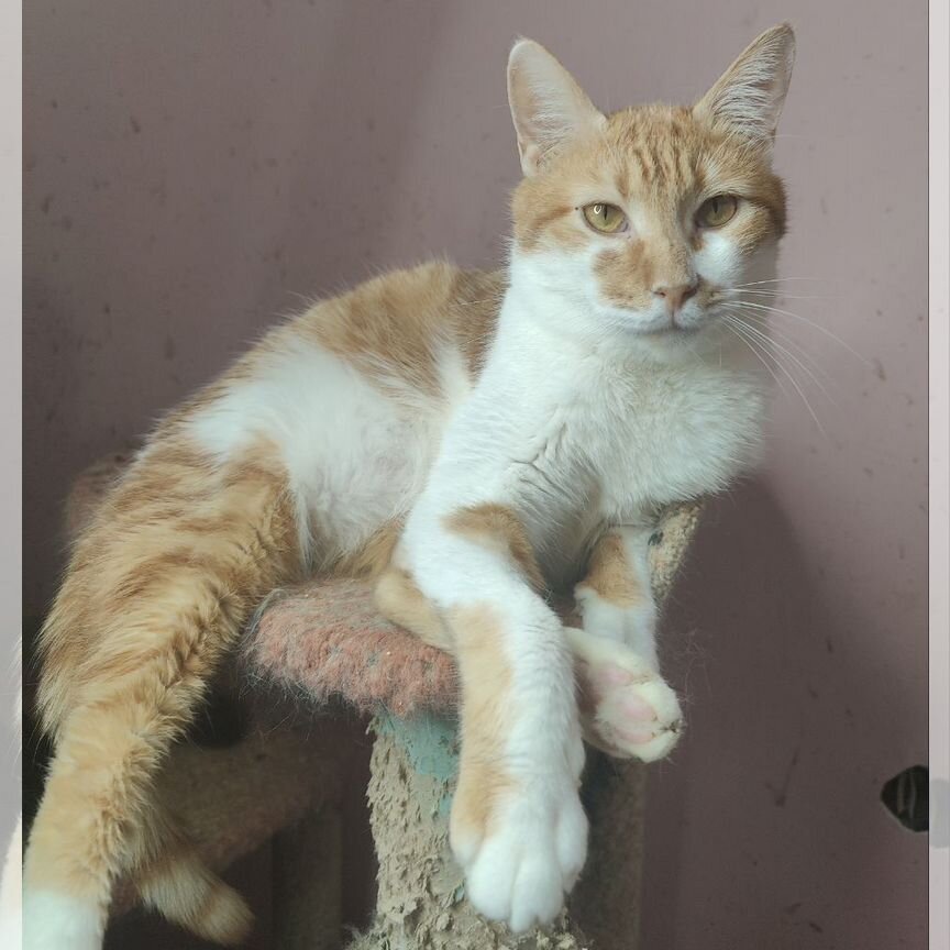 Взрослый кот в добрые руки