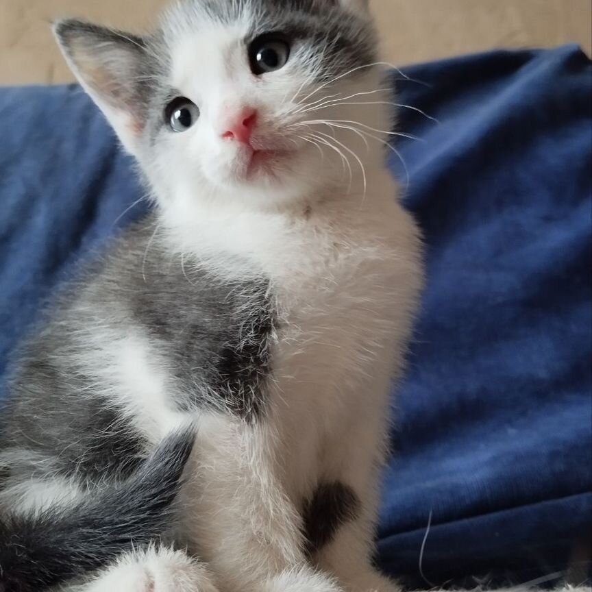 Котята