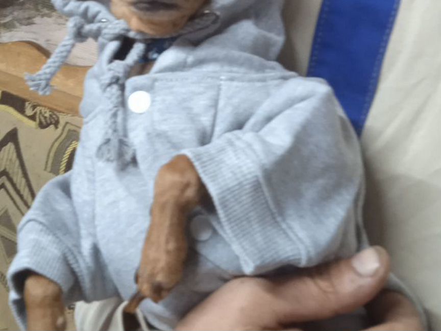 Щенки тойтерьера