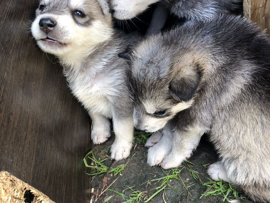 Аляскинский маламут