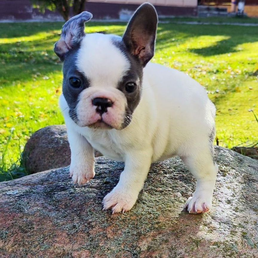 Французский бульдог девочка