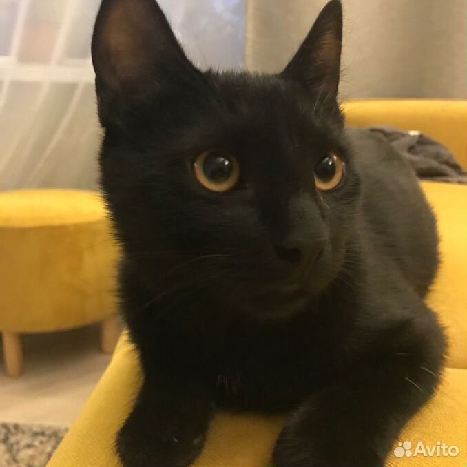 Кот Люцифер