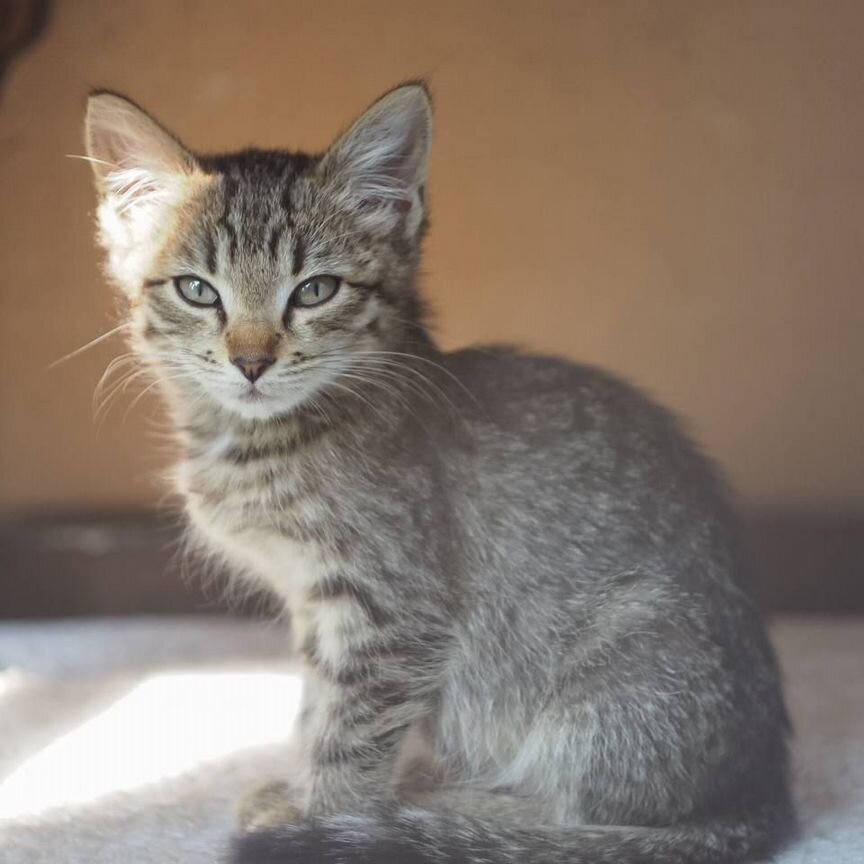 Котёнок Кнопка