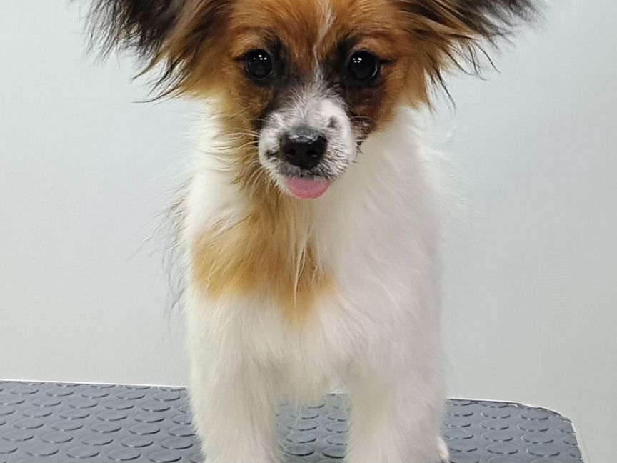 Папийон девочка