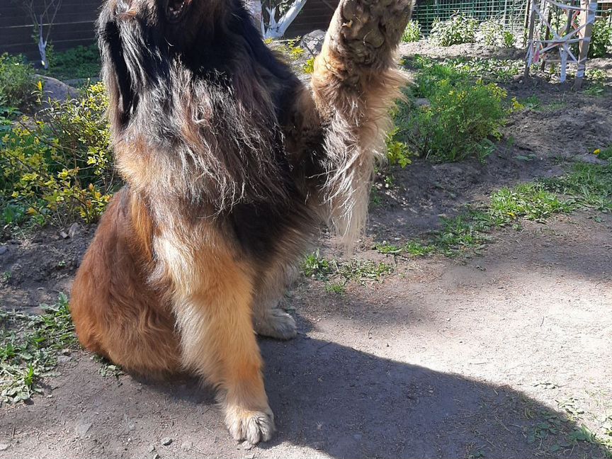 Собаки массаж